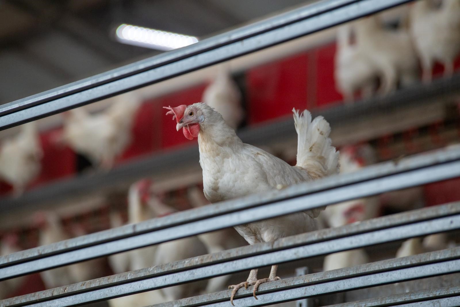 From practice: Q-Perch with live wire effective against red mite